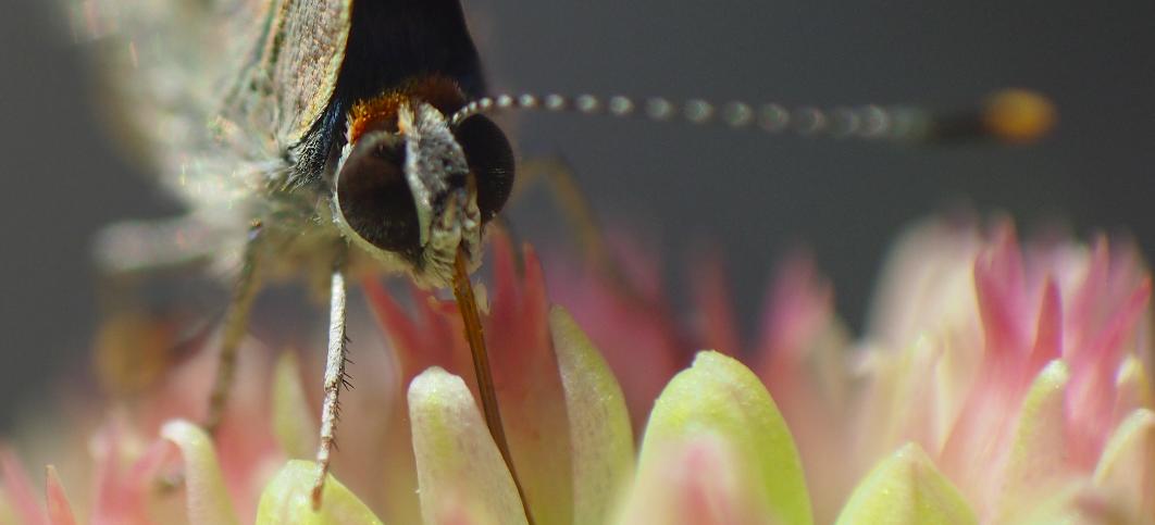 What Life is Like for a Butterfly – Anupam Katkar